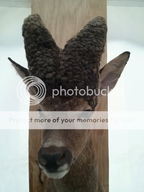 peruke + one | The Stalking Directory