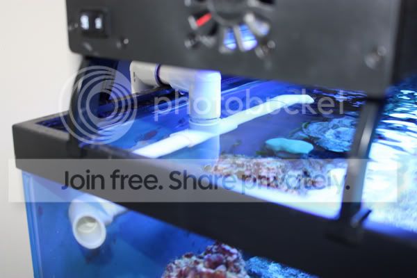 The Adventures of My First Sump Setup | The Reef Tank