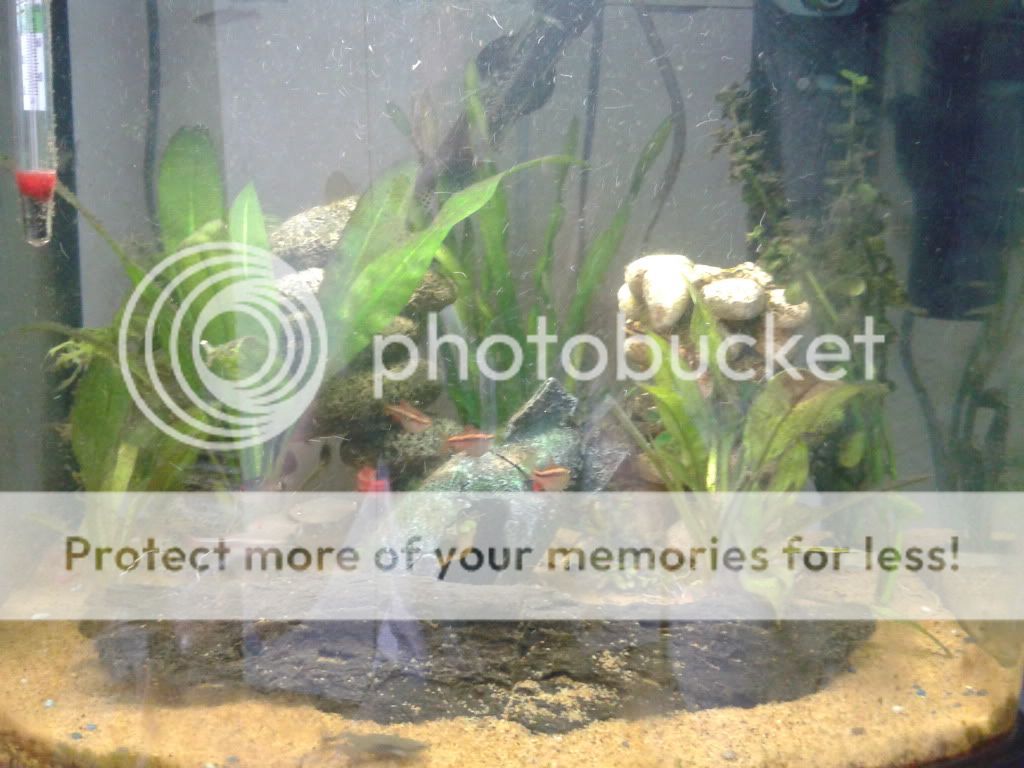 Cheery Barb - Swim Bladder Disease? | Fish Forum