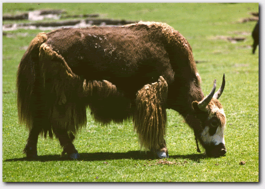 Yak gif by sweetdreams77 | Photobucket